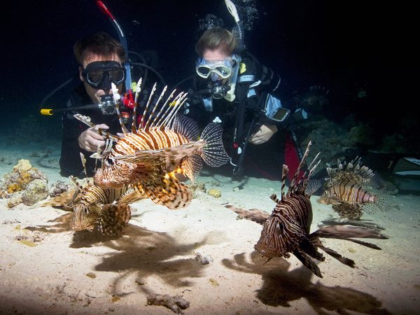 LionFish » Looe Key Snorkeling And Diving